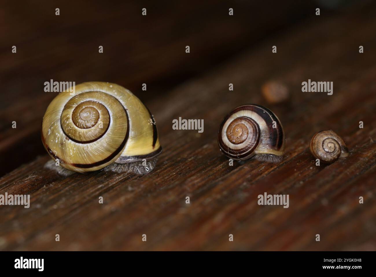 Ribbon snails (Cepaea), ribbon snails, whirling snails on a wooden deck ...
