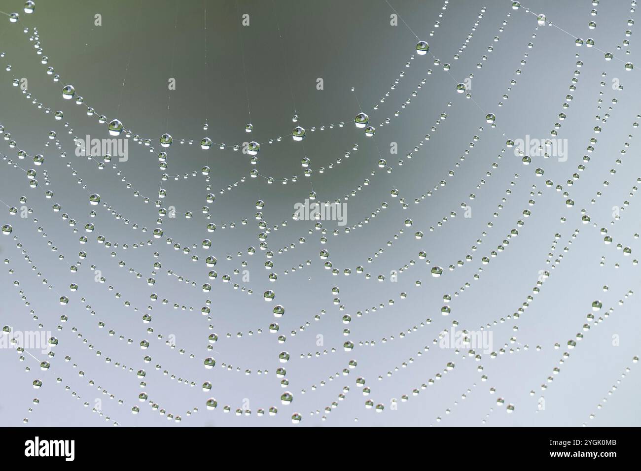 Spider's web with fine water droplets, Germany Stock Photo - Alamy
