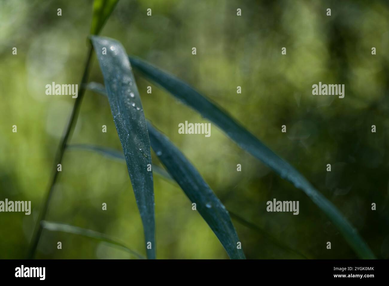Reed canary grass, Germany Stock Photo - Alamy