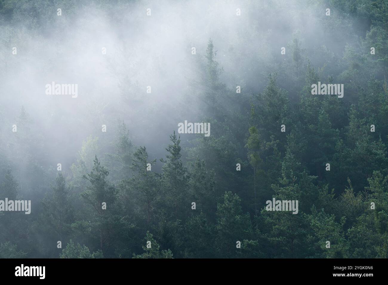 Mist rising from the forest, Pfälzerwald Nature Park, Pfälzerwald ...