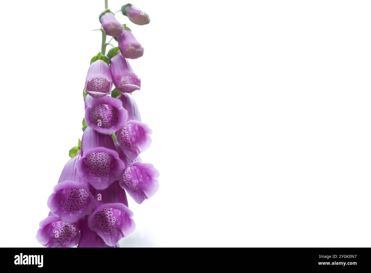 bell-shaped flowers of the red foxglove (Digitalis purpurea) against a ...