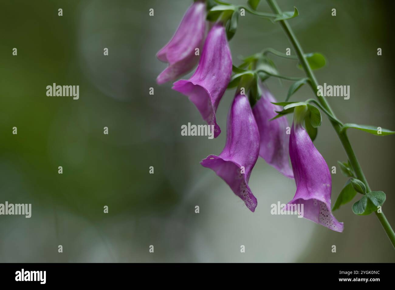 bell-shaped flowers of the red foxglove (Digitalis purpurea), Germany ...