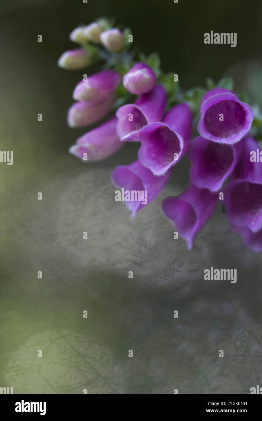 bell-shaped flowers of the red foxglove (Digitalis purpurea), Germany ...