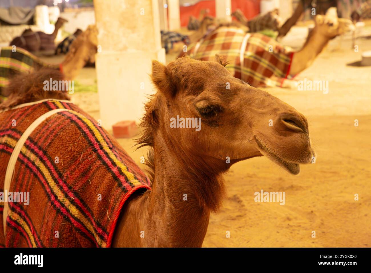 Camel sleeping hi-res stock photography and images - Alamy