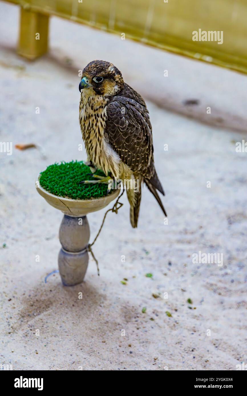 Hunting falcon in the Falcon Center, Birds Center, Falcon Souq, Souq ...