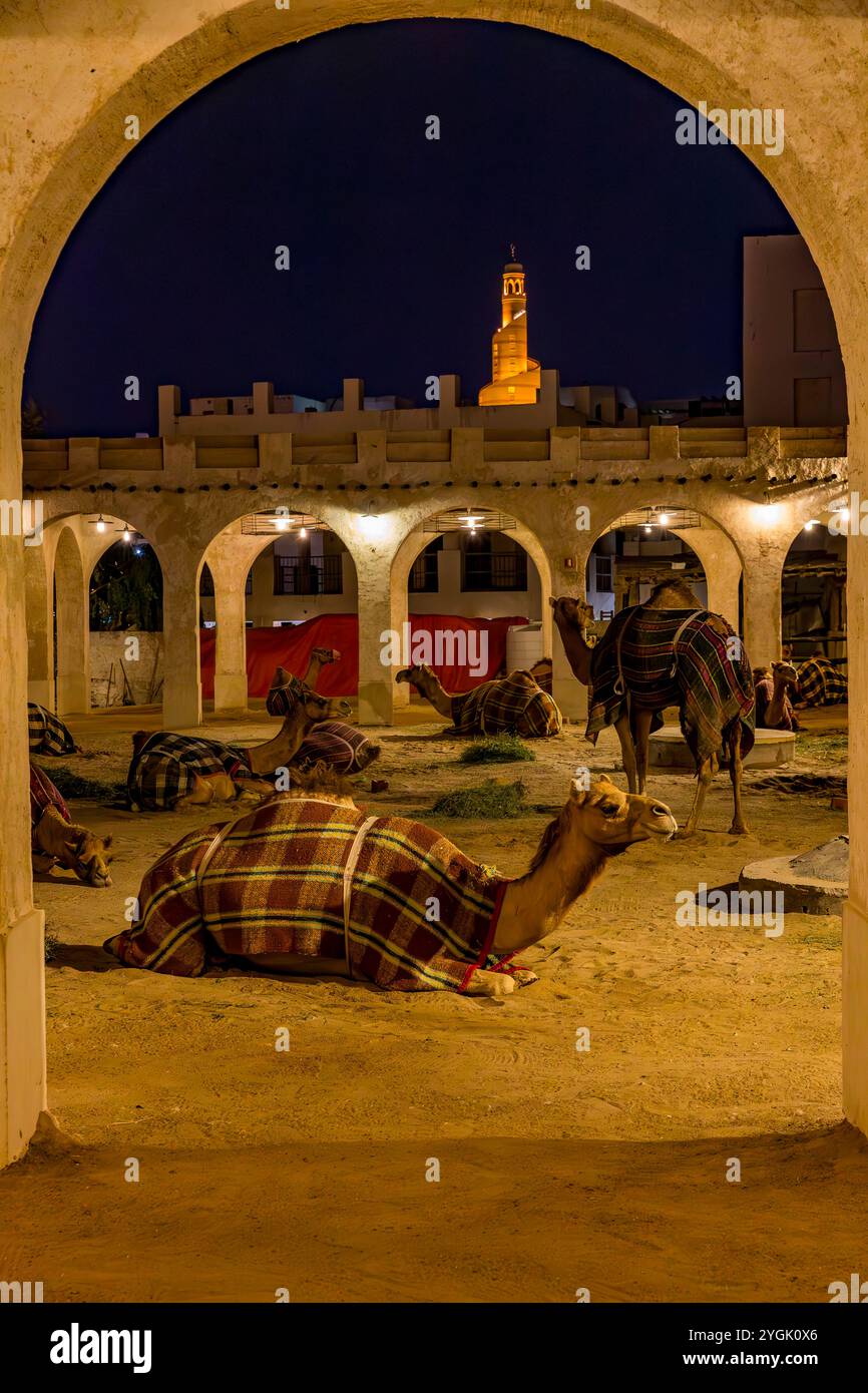 Camel sleeping hi-res stock photography and images - Alamy