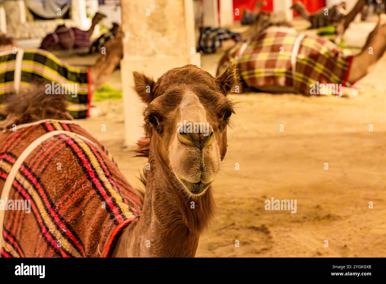 Camel sleeping hi-res stock photography and images - Alamy