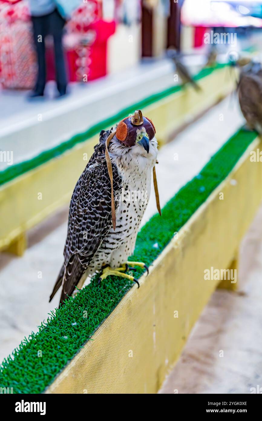 Hunting falcon with falcon hood in the Falcon Center, Birds Center ...