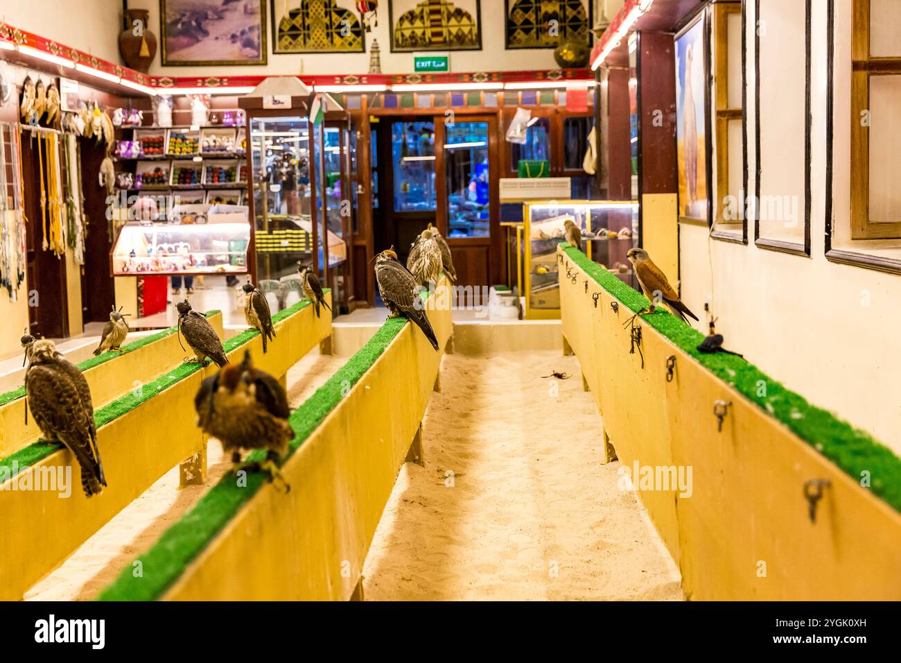 Hunting falcons at the Falcon Center, Birds Center, Falcon Souq, Souq ...