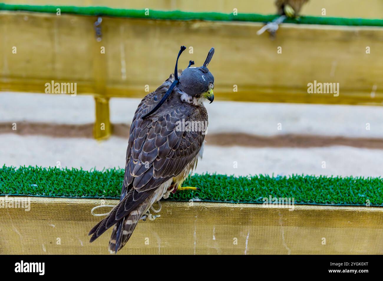 Hunting falcon with falcon hood in the Falcon Center, Birds Center ...