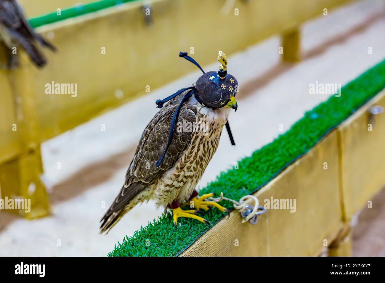 Hunting falcon with falcon hood in the Falcon Center, Birds Center ...