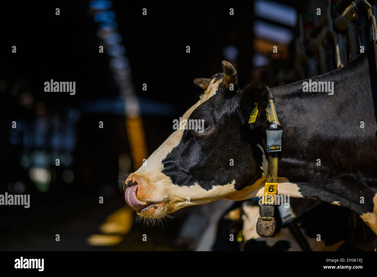 Cow in cage at dairy milk farm. Cow on farm. Animal husbandry. Cow ...