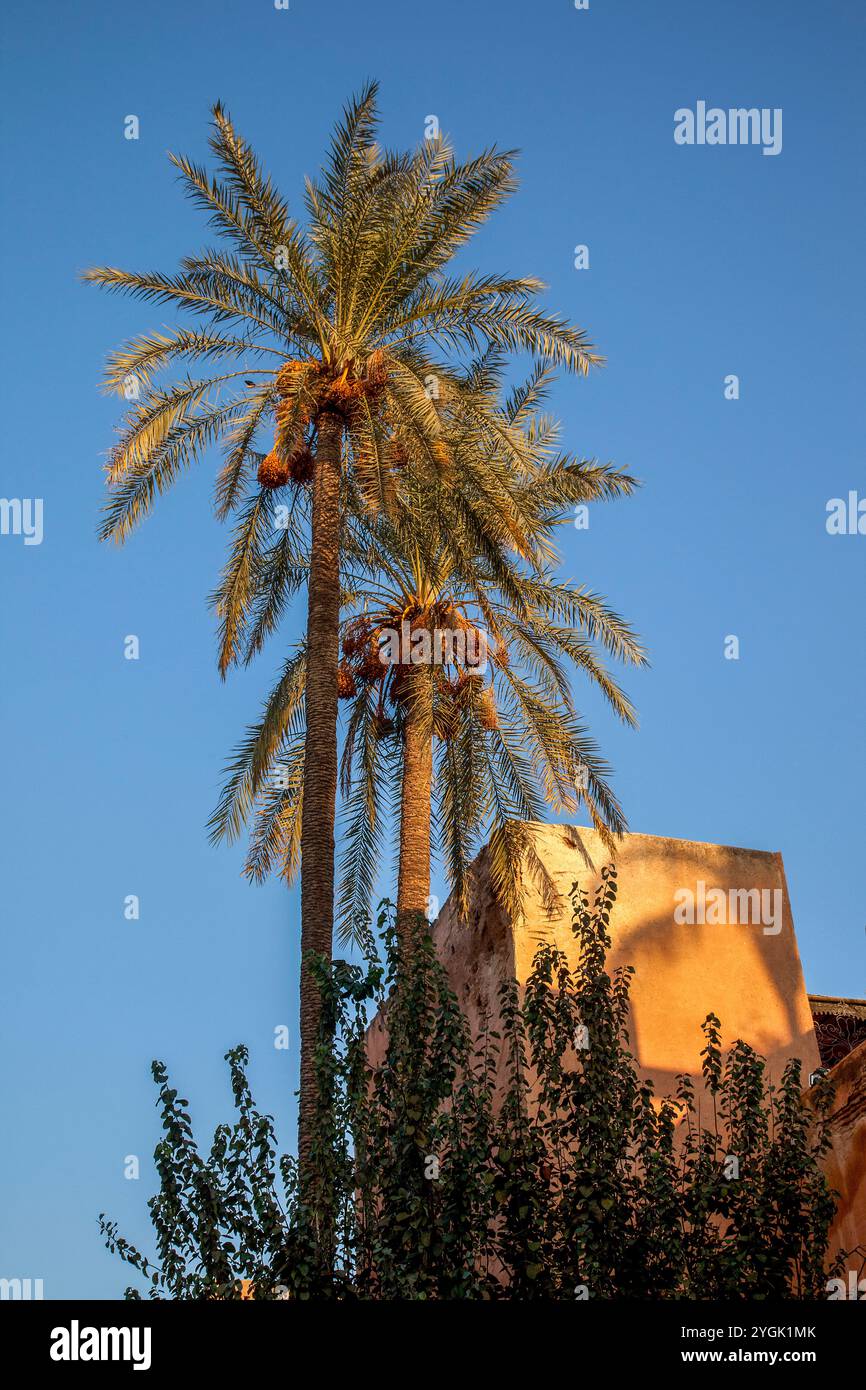 Marrakech, house, palm, plants, tree, sight, date palm, fruits, dates ...