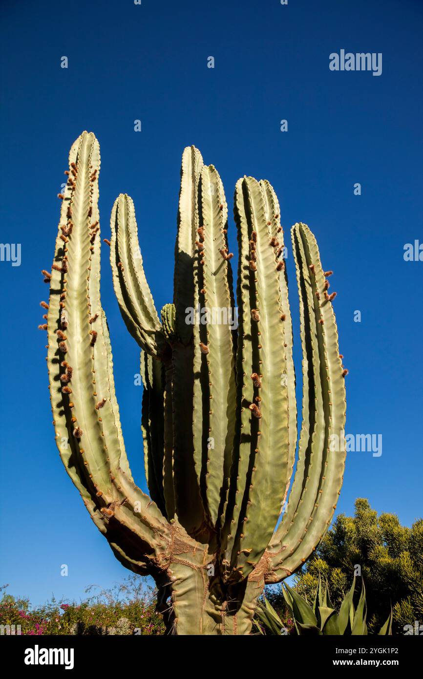 Marrakech, garden, Ourika Valley, Anima, Andre Heller, sight, Andre ...