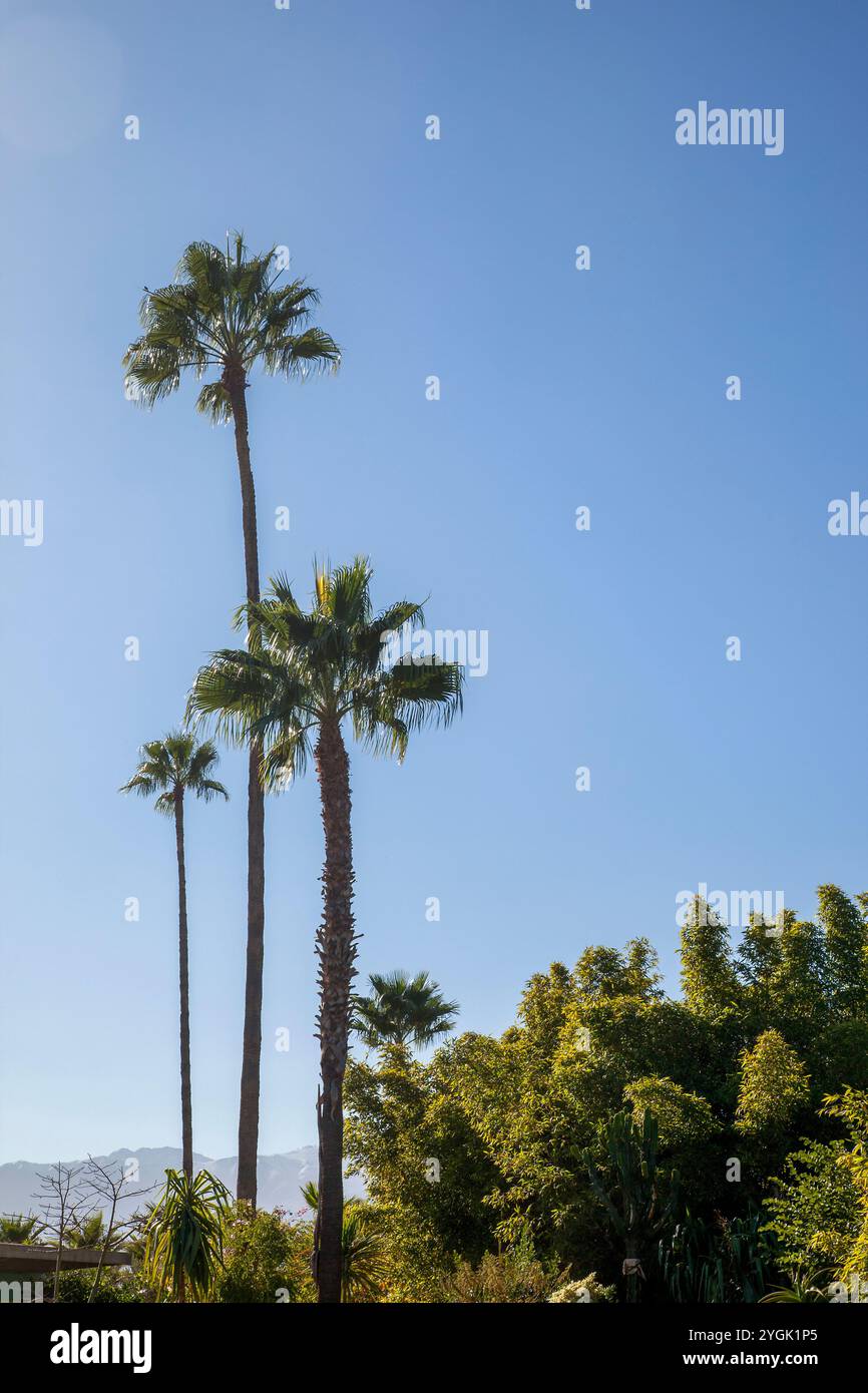 Marrakech, landscape, Ourika Valley, plants, tree, sight, mountains ...