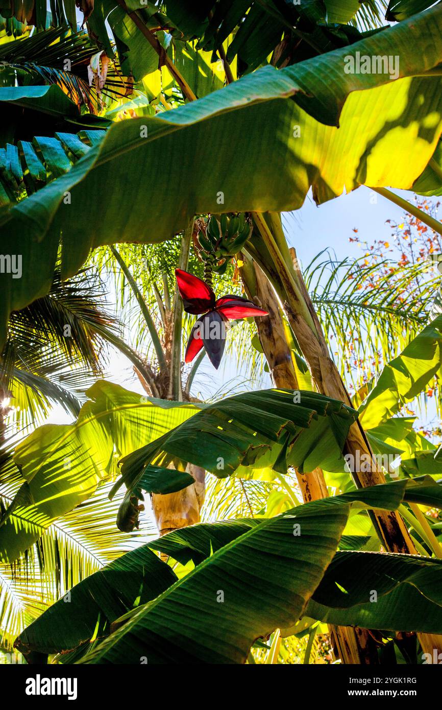 Marrakech, garden, Ourika Valley, Anima, Andre Heller, sight, Andre ...