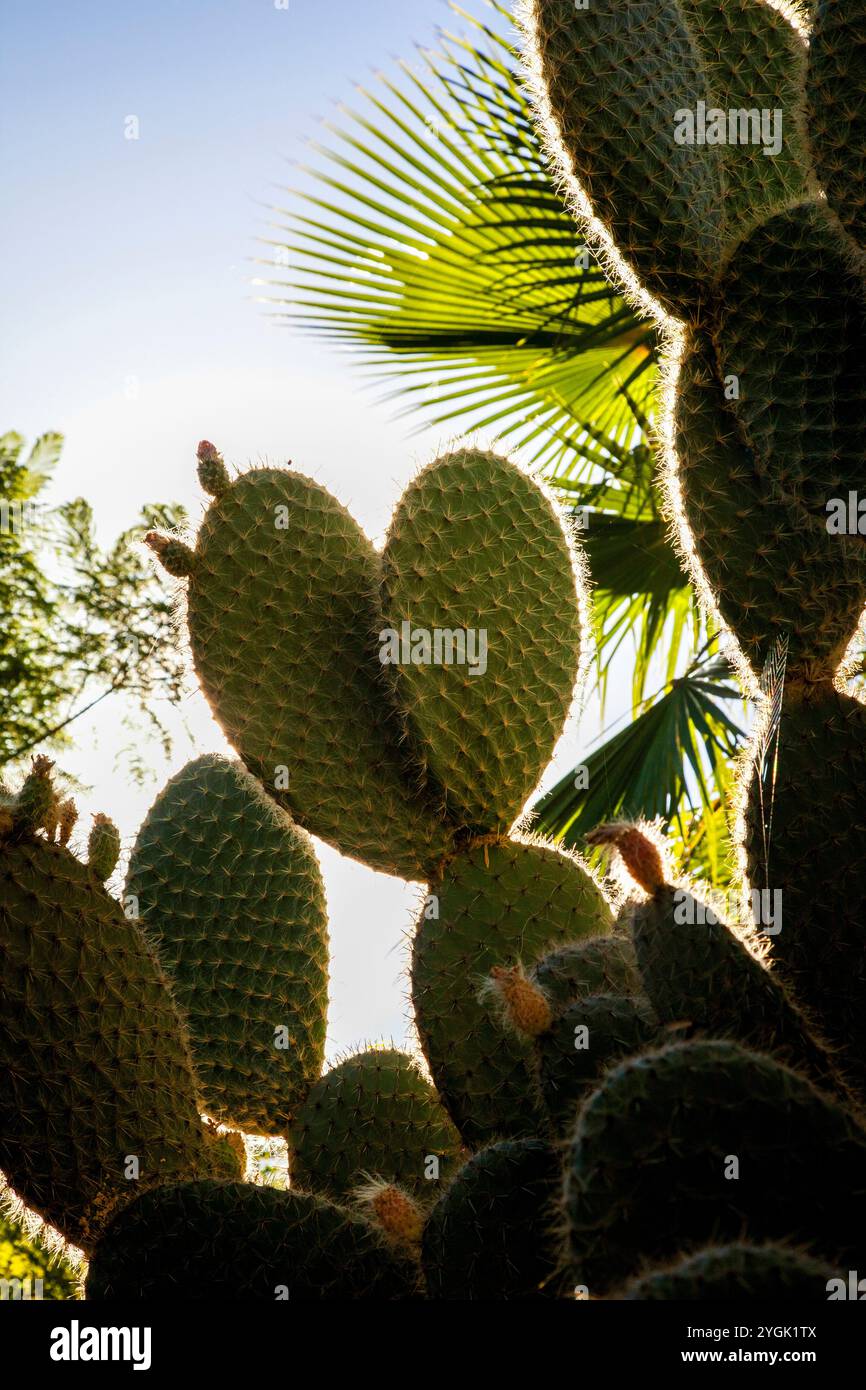 Marrakech, garden, Ourika Valley, Anima, Andre Heller, sight, Andre ...