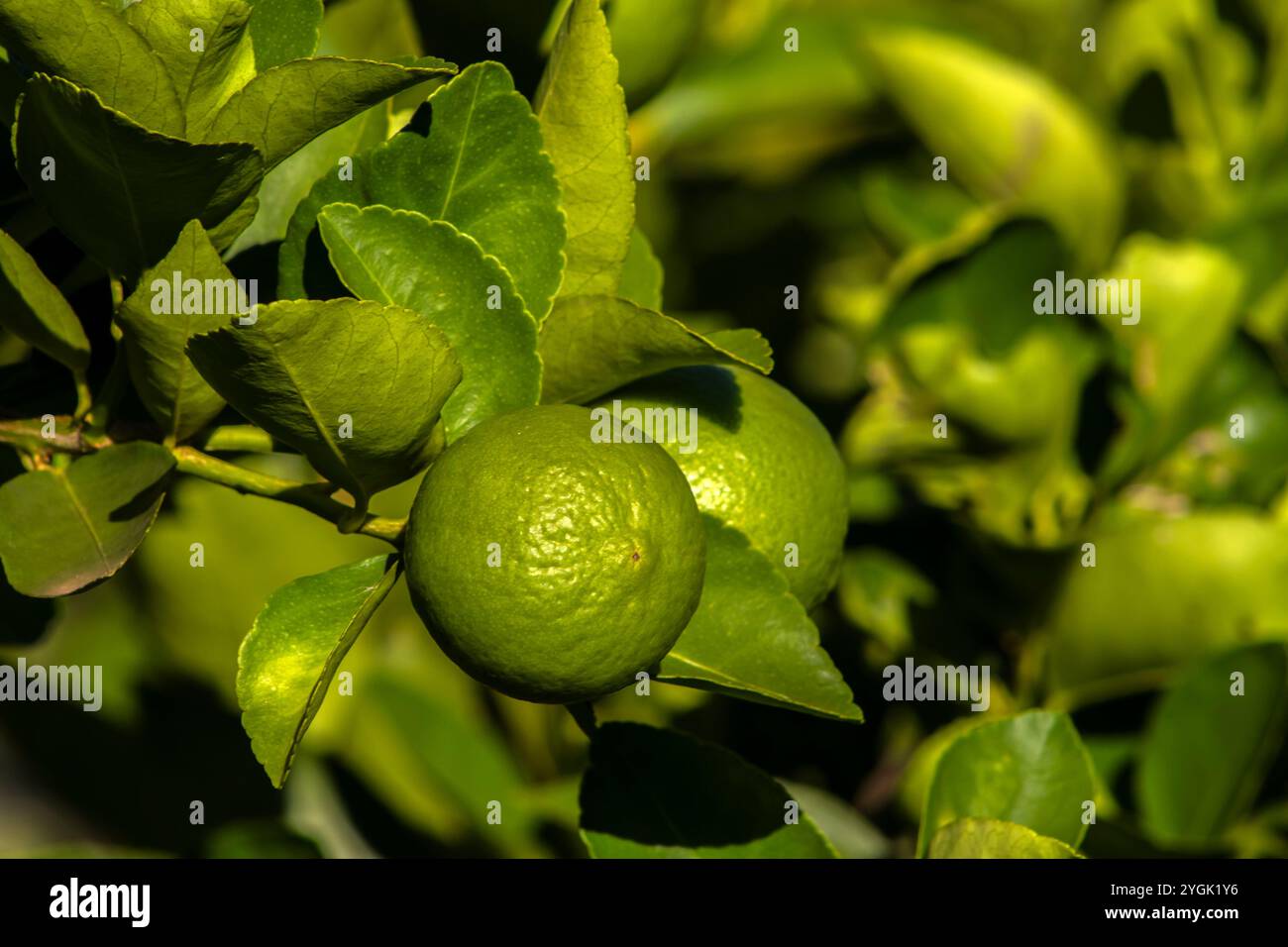 Green limes on a tree on a family farm in Brazil. Close-up of green ...