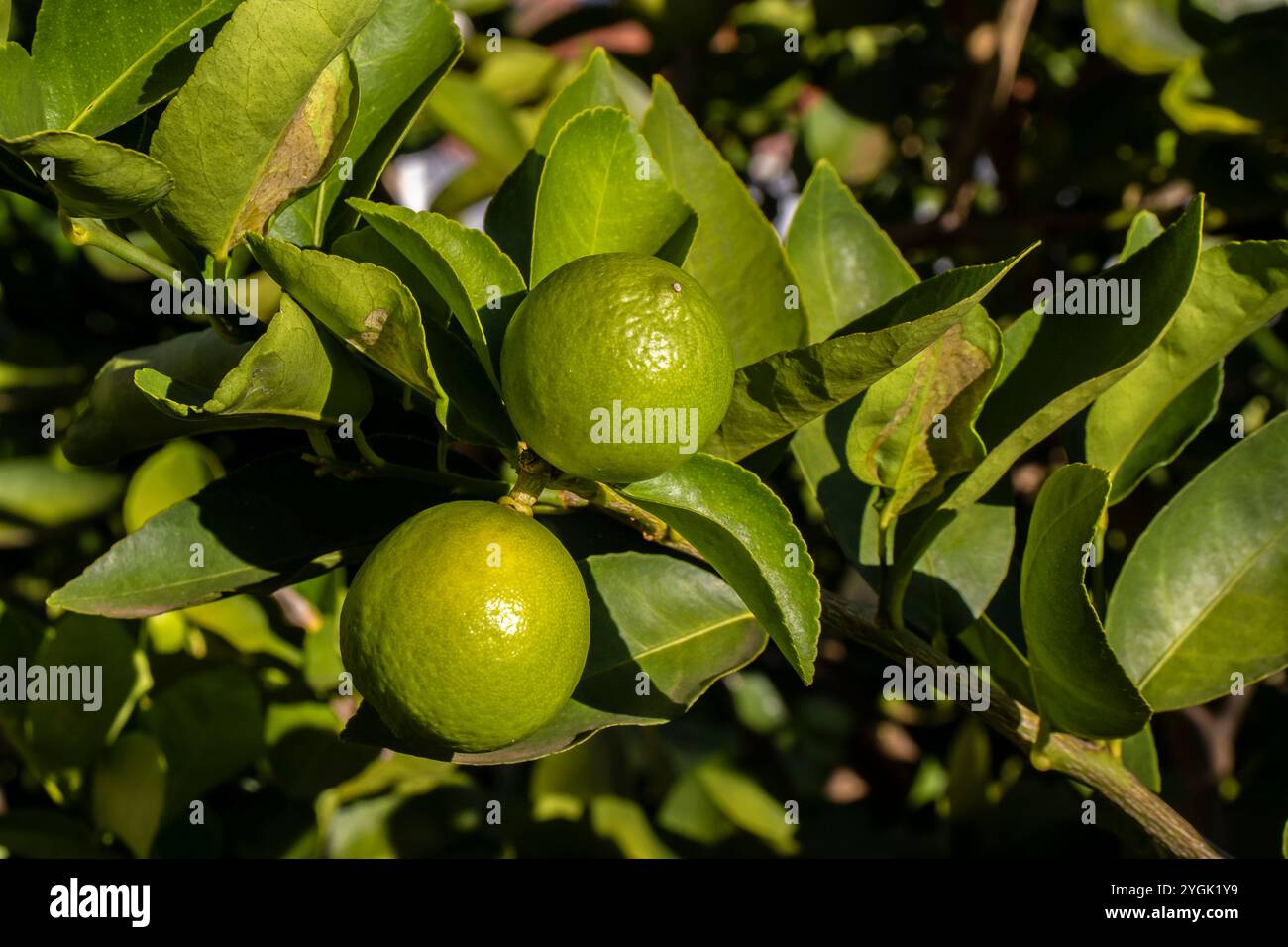 Green limes on a tree on a family farm in Brazil. Close-up of green ...