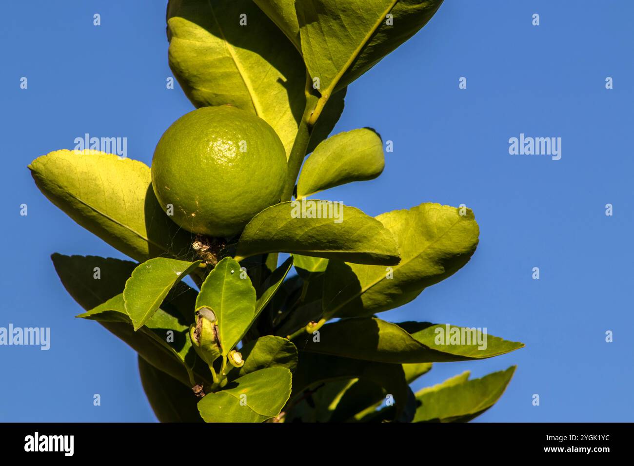 Green limes on a tree on a family farm in Brazil. Close-up of green ...