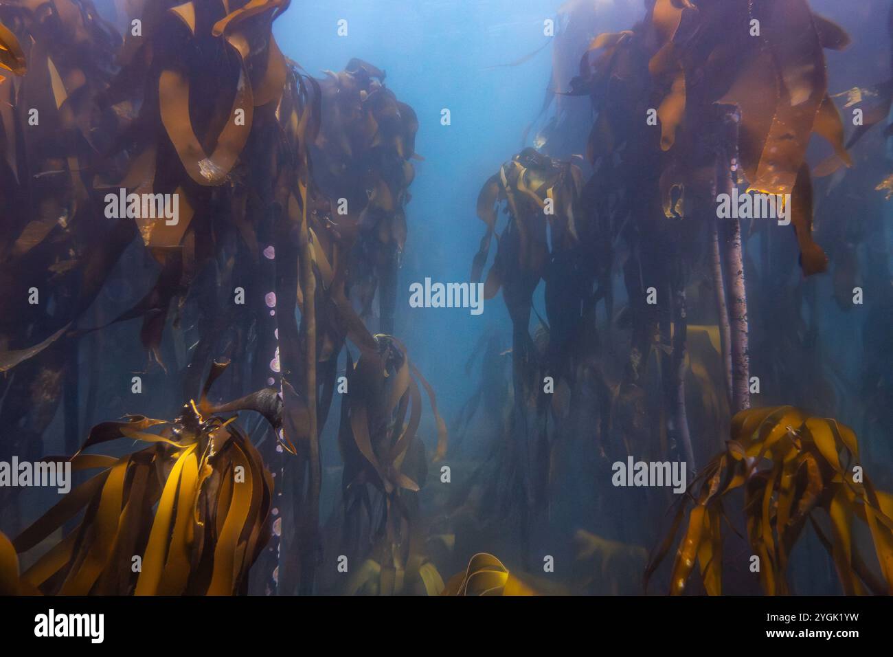 Underwater Kelp Forest with Sunlit Water and Marine Life Stock Photo ...