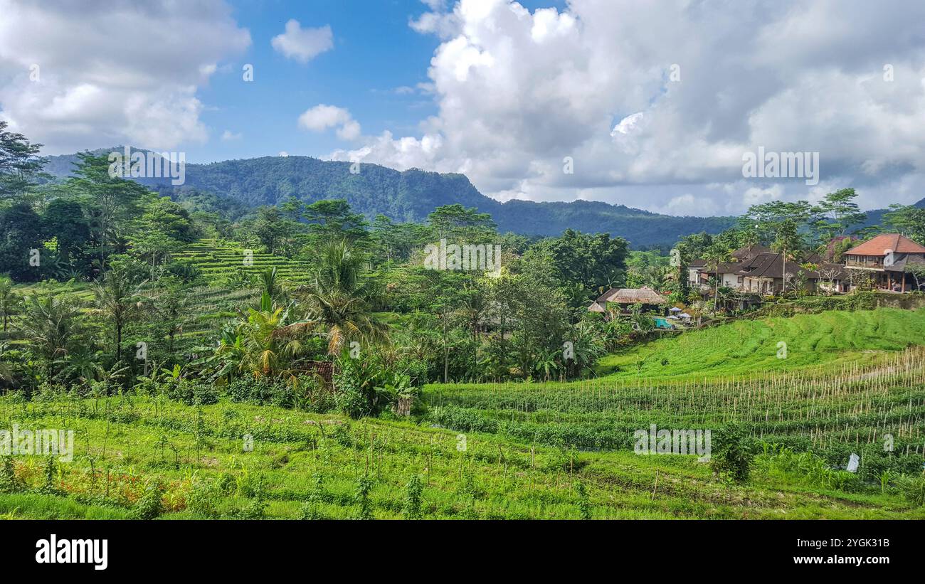Beautiful tropical landscape. Rice fields, jungle and lots of nature on ...