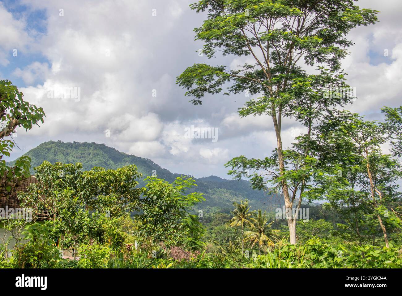 Beautiful tropical landscape. Rice fields, jungle and lots of nature on ...