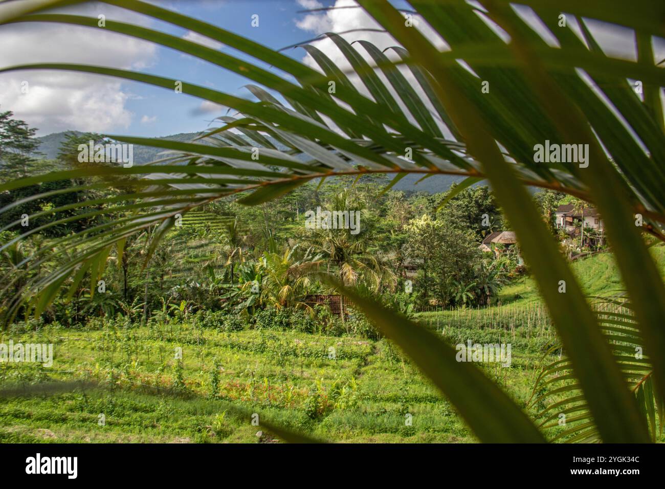 Beautiful tropical landscape. Rice fields, jungle and lots of nature on ...