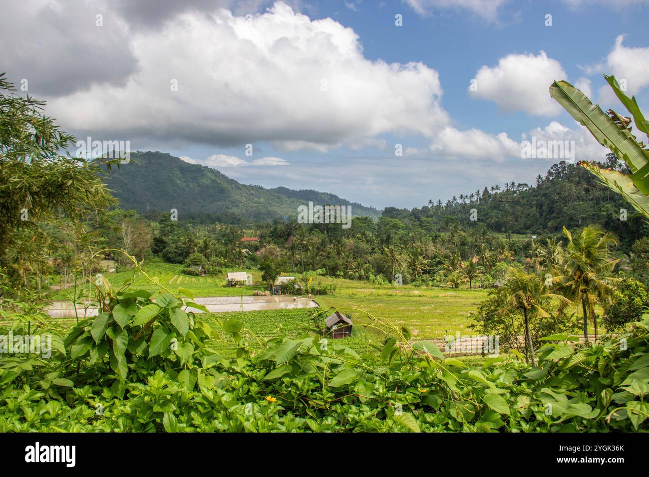 Beautiful tropical landscape. Rice fields, jungle and lots of nature on ...