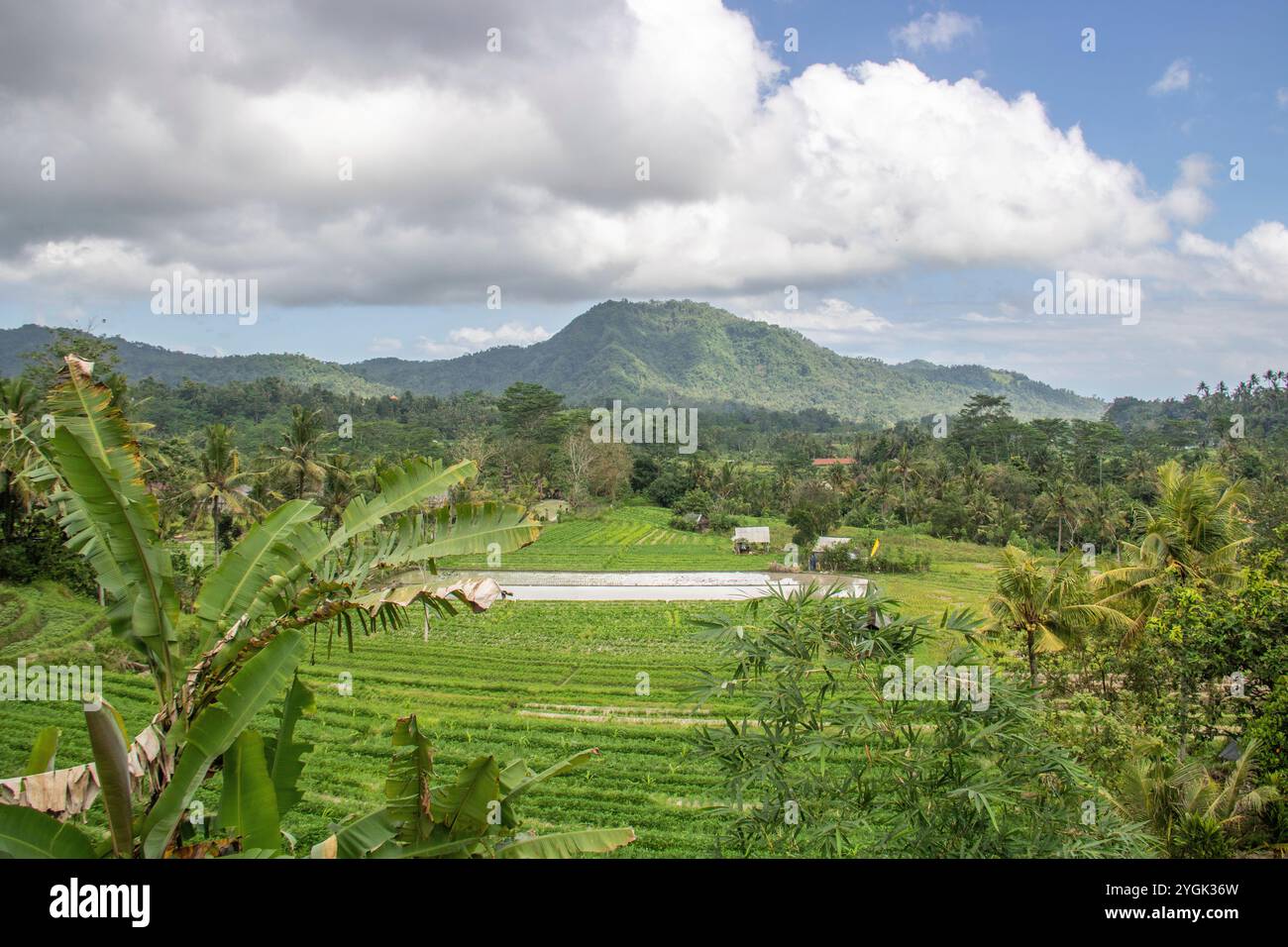 Beautiful tropical landscape. Rice fields, jungle and lots of nature on ...