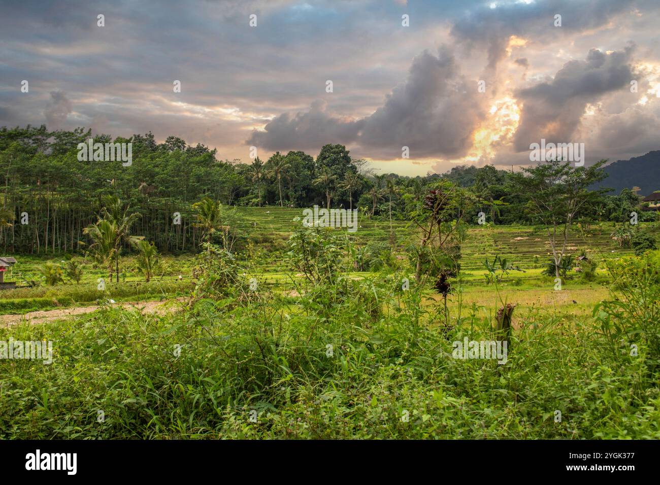 Beautiful tropical landscape. Rice fields, jungle and lots of nature on ...