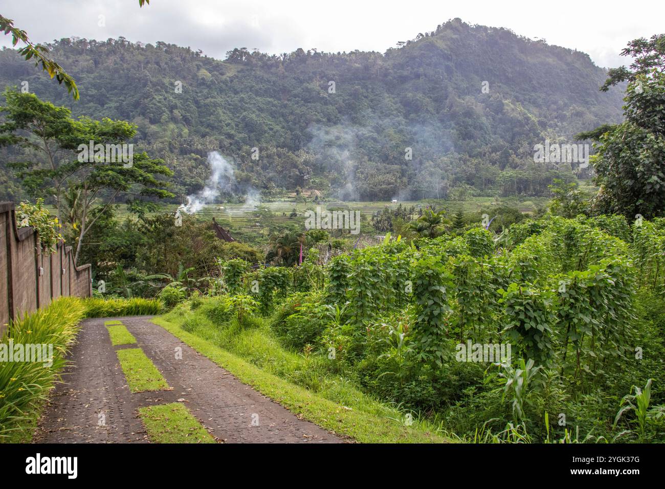 Beautiful tropical landscape. Rice fields, jungle and lots of nature on ...