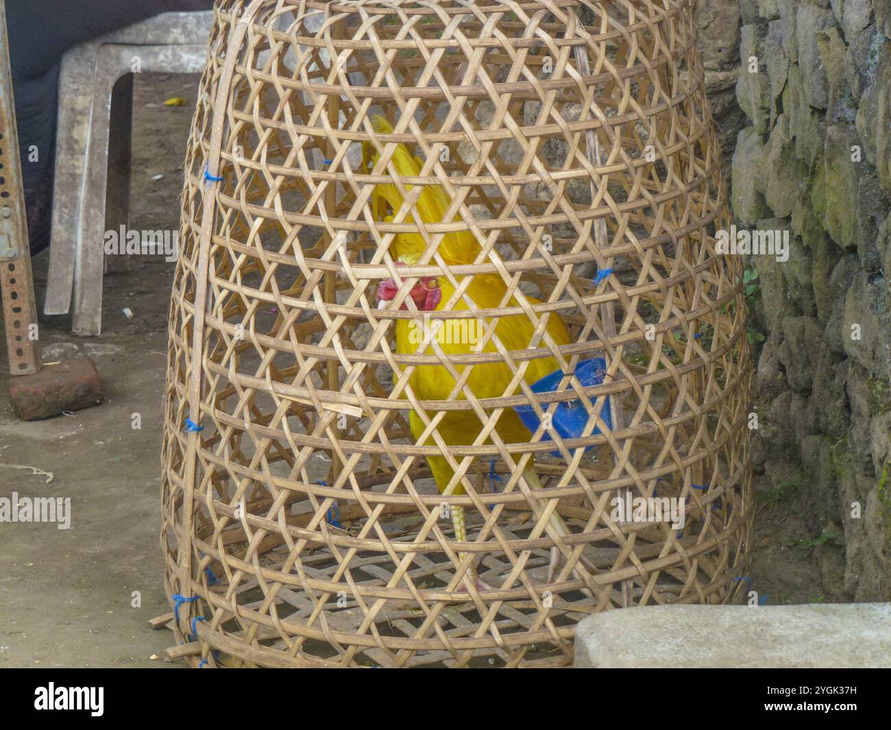 A traditional village with brightly colored chickens. Historic ...