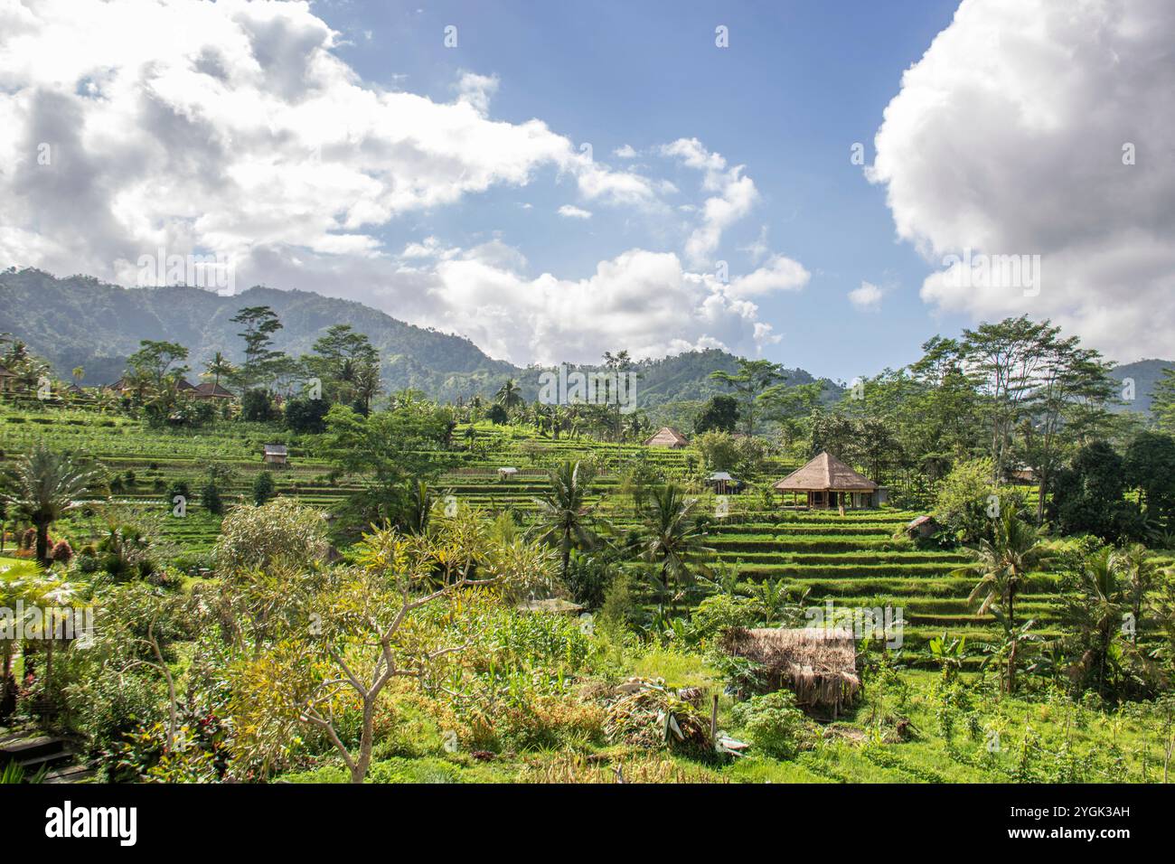 Beautiful tropical landscape. Rice fields, jungle and lots of nature on ...