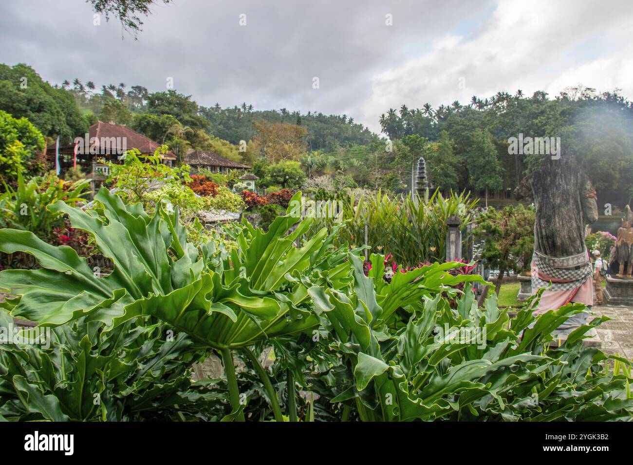 Beautiful tropical landscape. Rice fields, jungle and lots of nature on ...