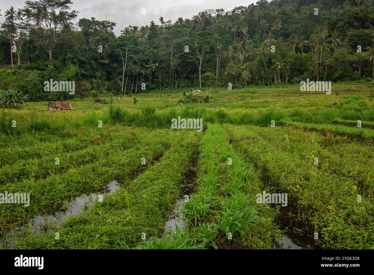 The green side of Bali, green rice terraces in the original Bali. Rice ...