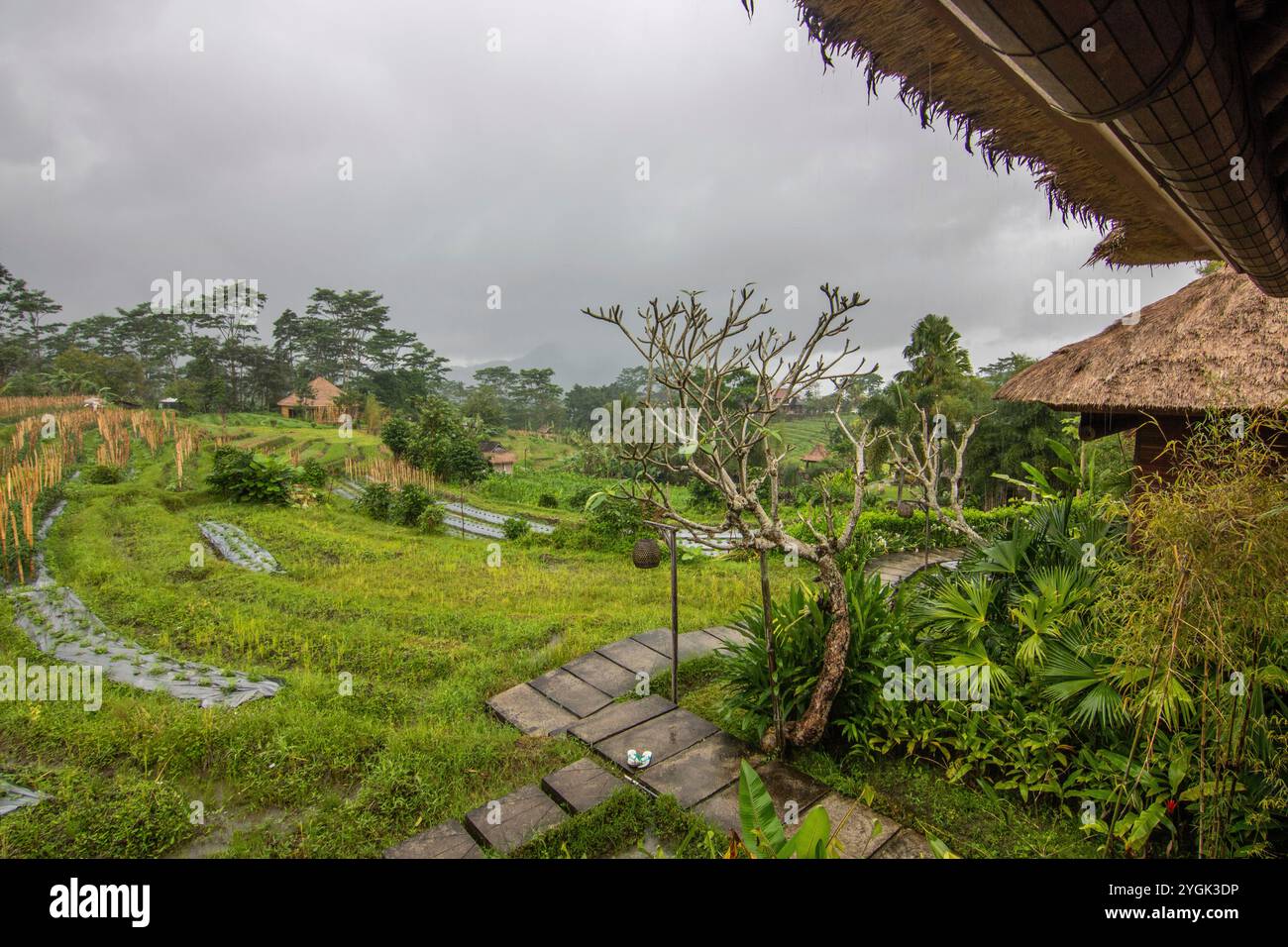 The green side of Bali, green rice terraces in the original Bali. Rice ...