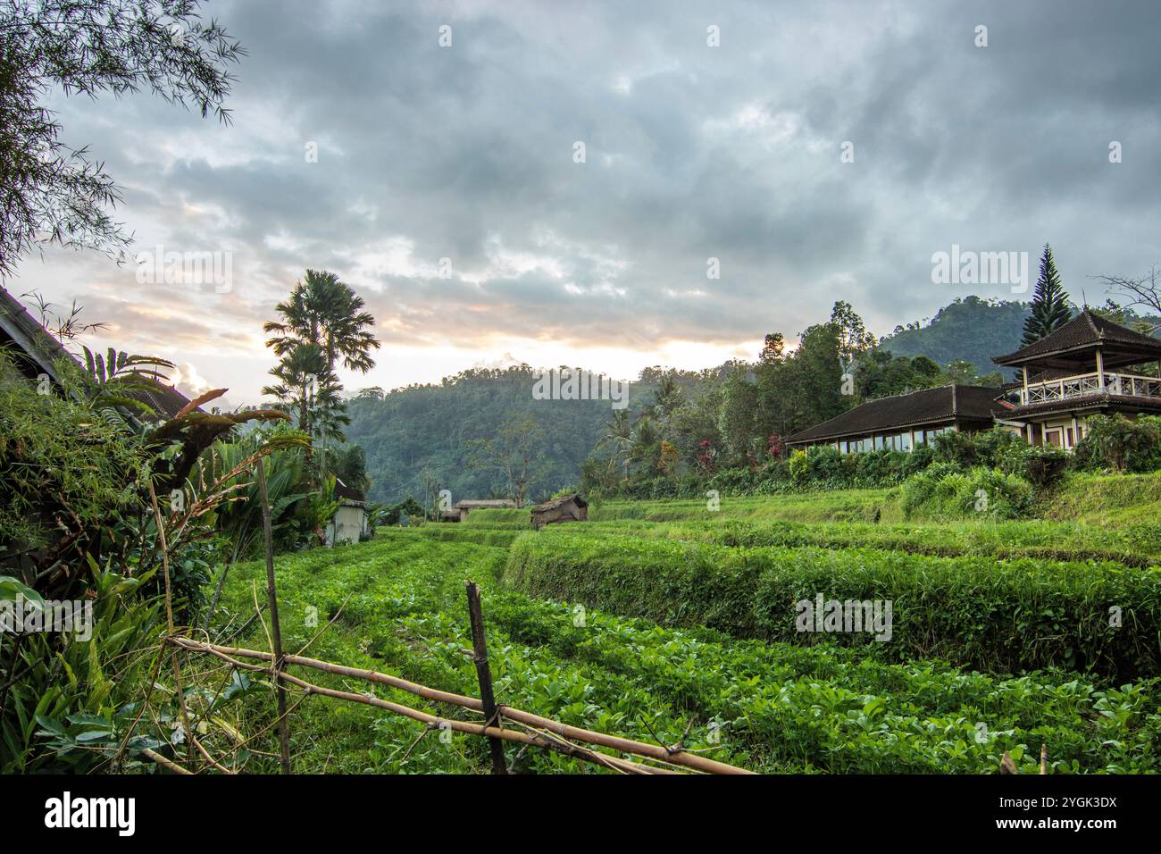 The green side of Bali, green rice terraces in the original Bali. Hotel ...