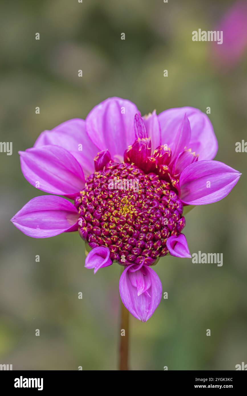 Anemone-flowered dahlia 'Fenna Baaij' Stock Photo - Alamy