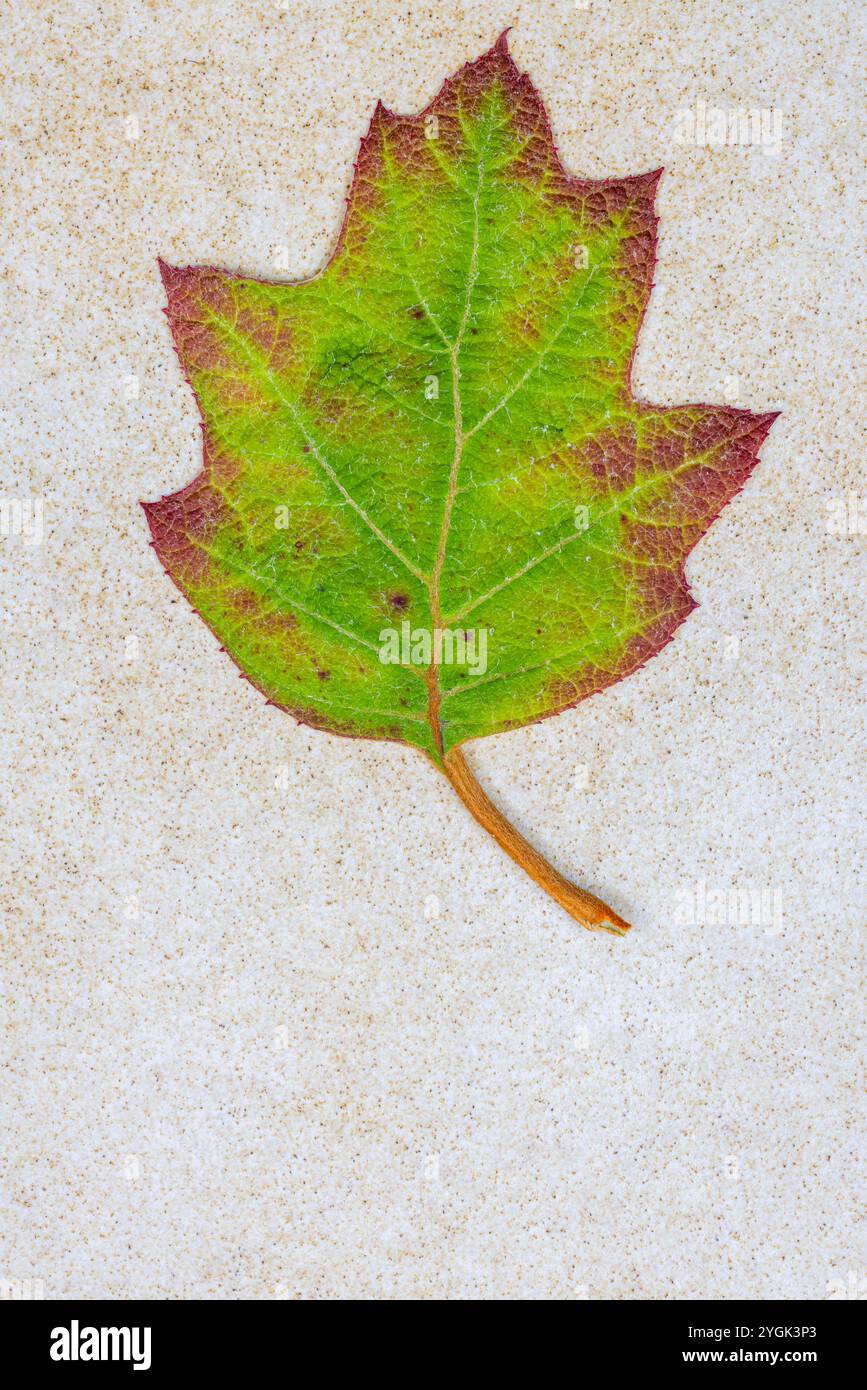 Close-up of an oak leaf hydrangea leaf in fall Stock Photo - Alamy
