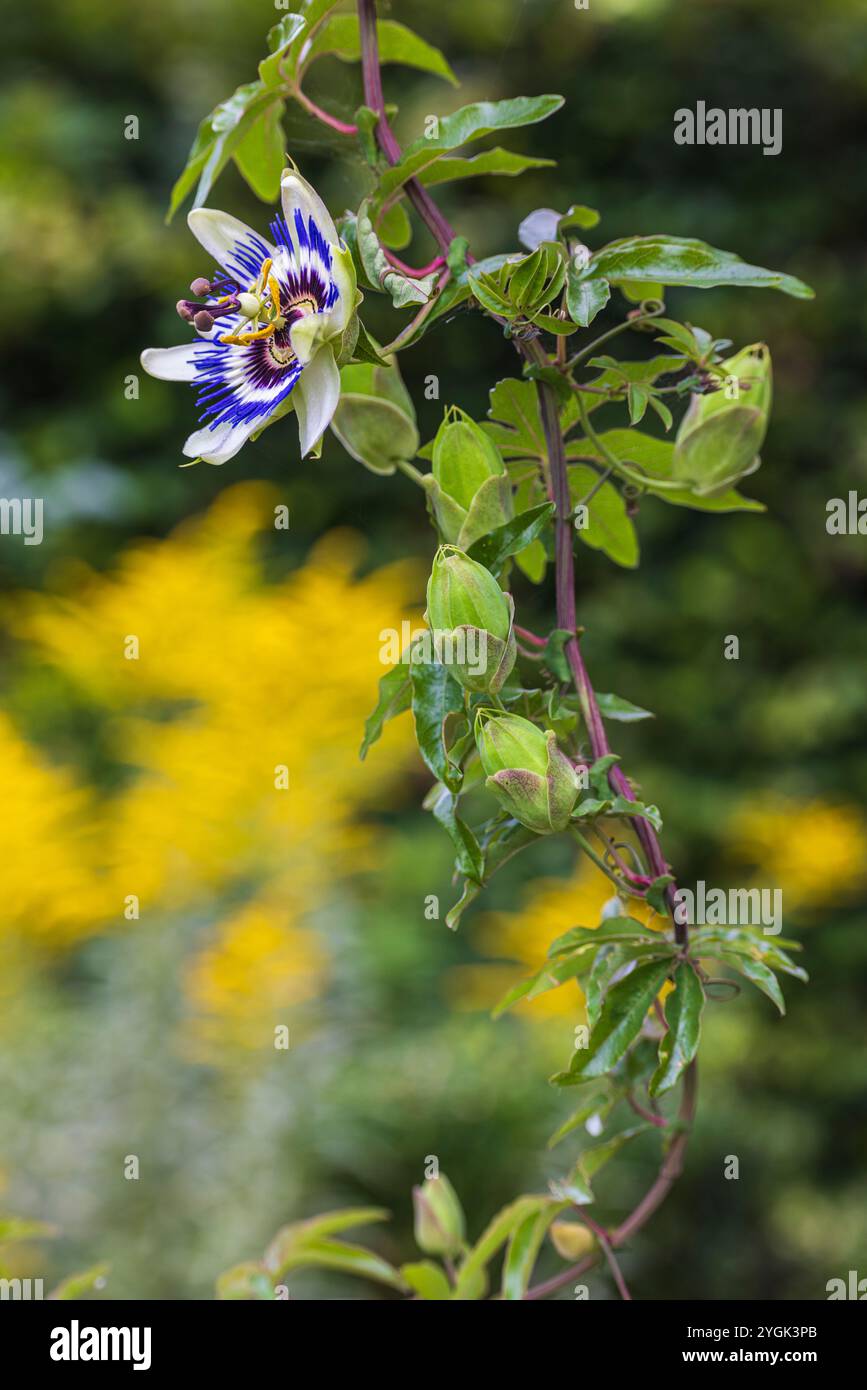 Blue passion flower (Passiflora caerulea) in the garden, buds, bokeh ...