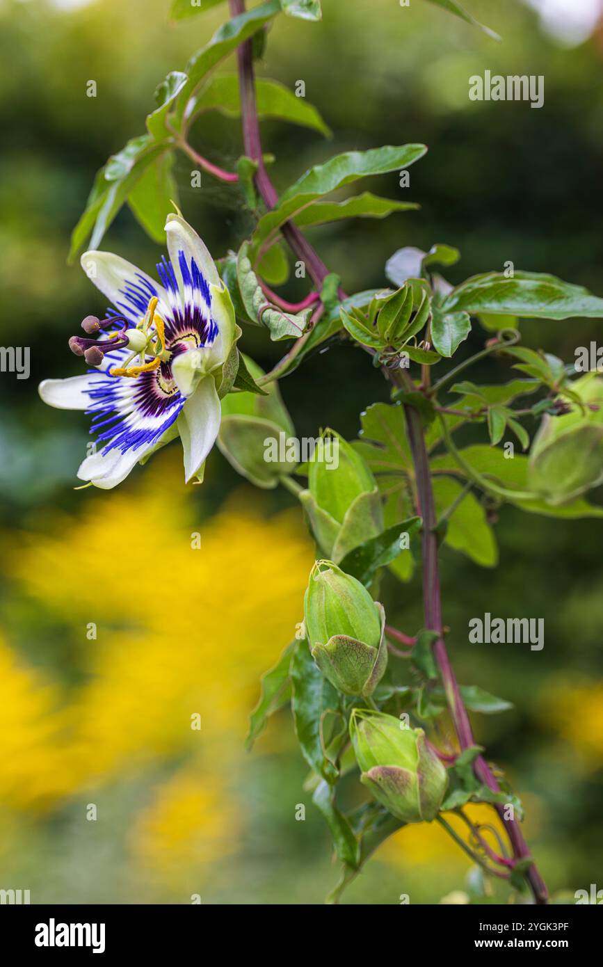 Blue passion flower (Passiflora caerulea) in the garden, buds, bokeh ...