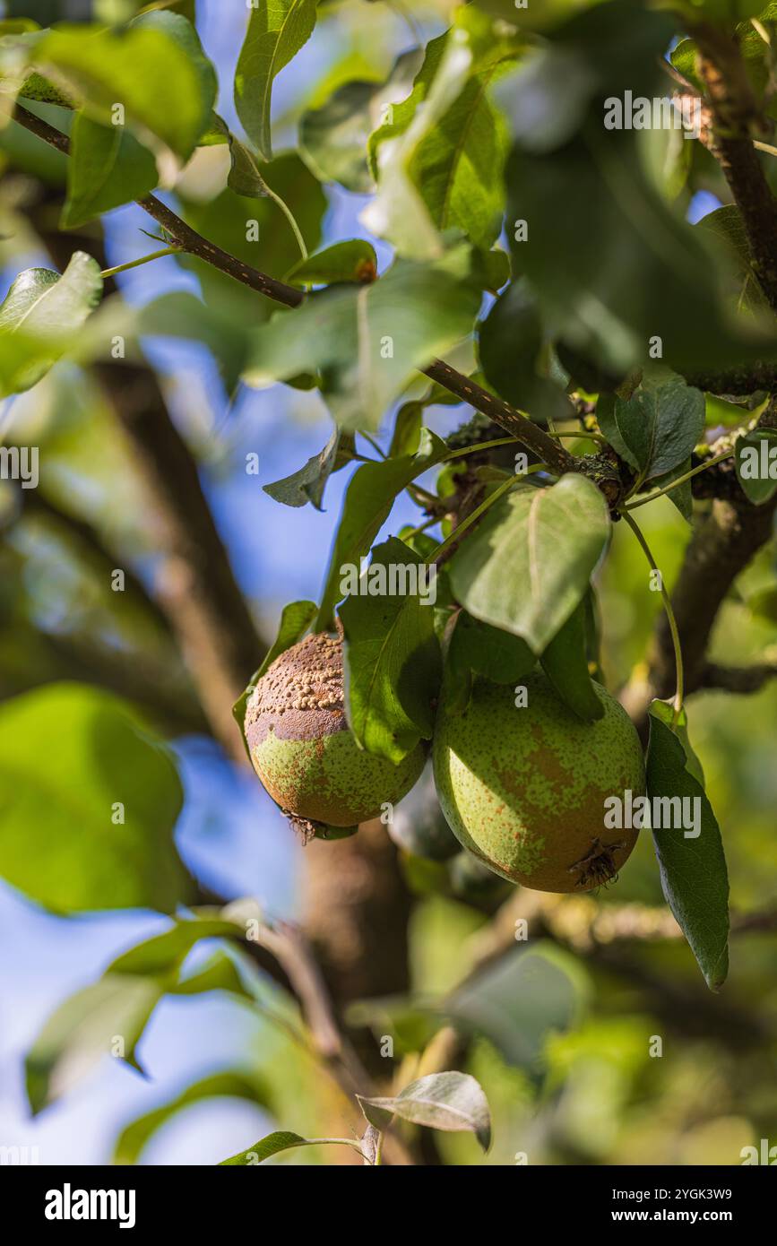Rotten pear hi-res stock photography and images - Alamy