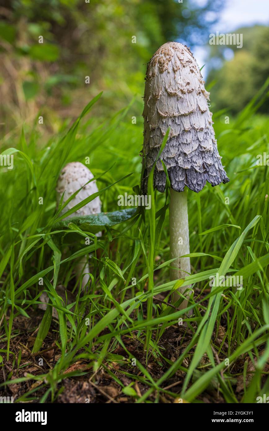 shaggy ink cap (Coprinus comatus Stock Photo - Alamy