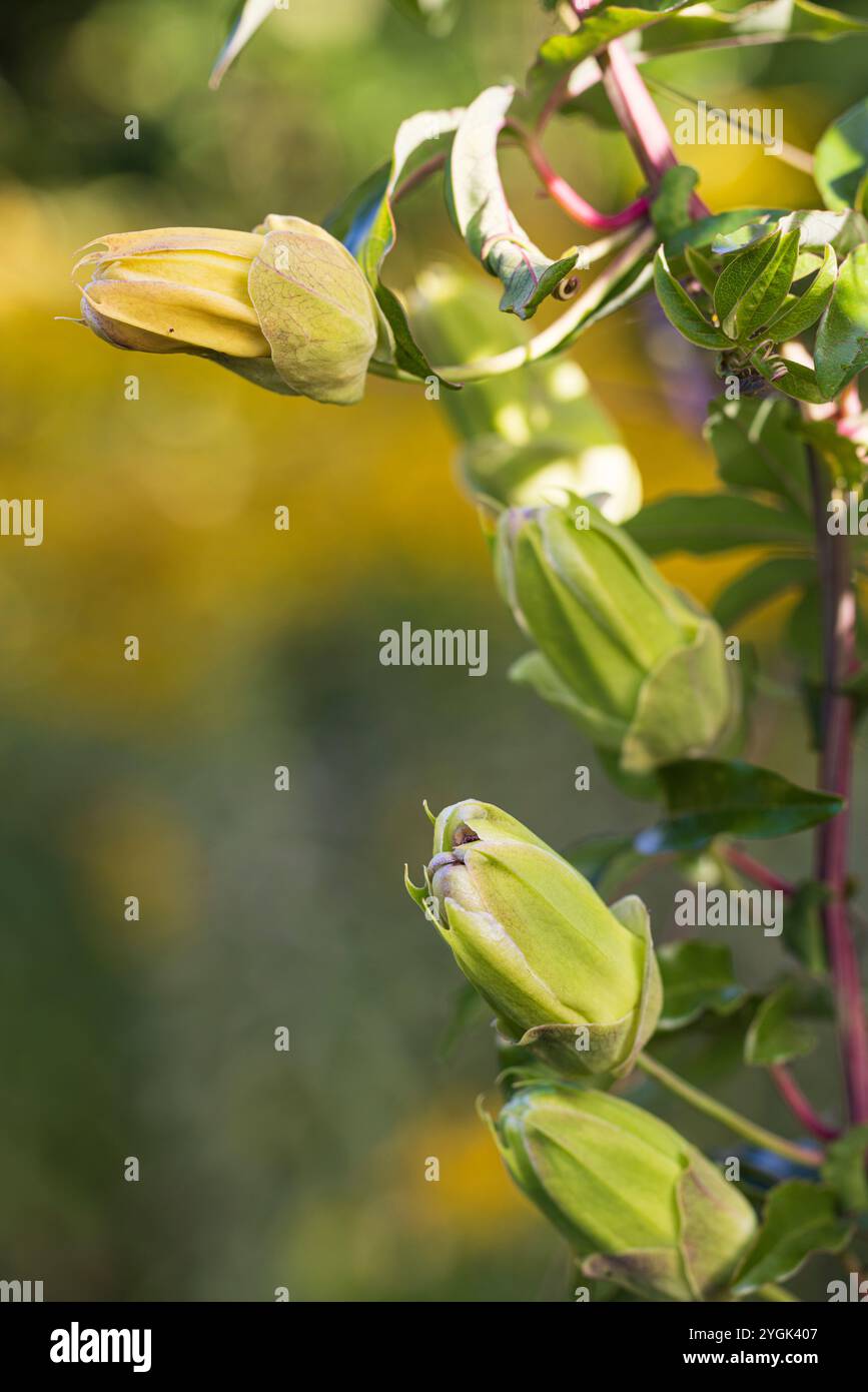 Blue passion flower (Passiflora caerulea) in the garden, buds, bokeh ...