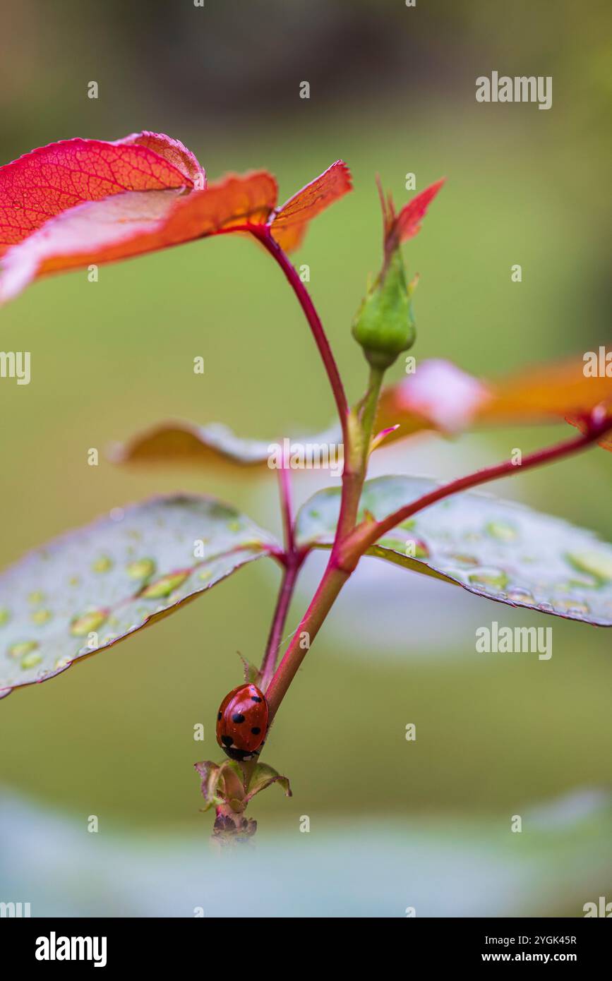 Rosebud close up hi-res stock photography and images - Alamy