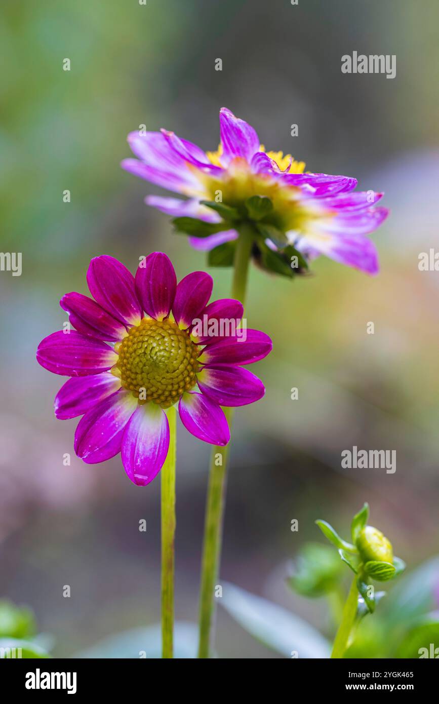 Decorative dahlia flower hi-res stock photography and images - Alamy