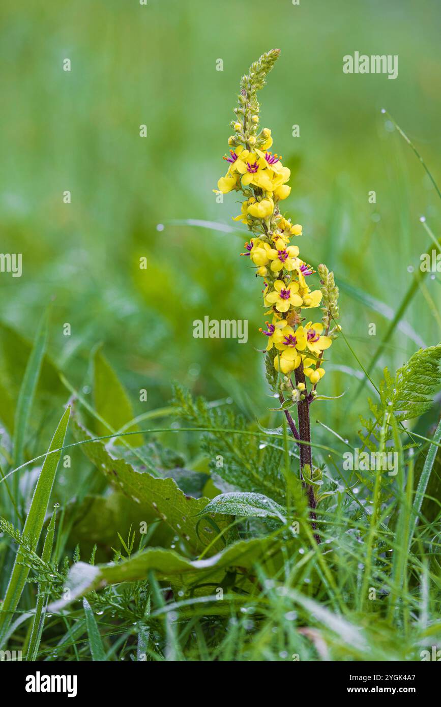 Great mullein medicinal plant flower hi-res stock photography and ...