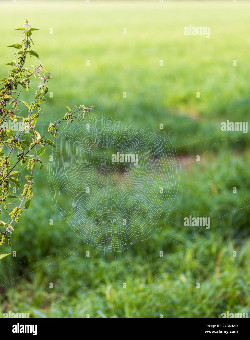 Spider webs and fall hi-res stock photography and images - Alamy