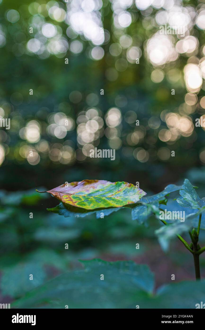Leaf hanging on plant hi-res stock photography and images - Alamy